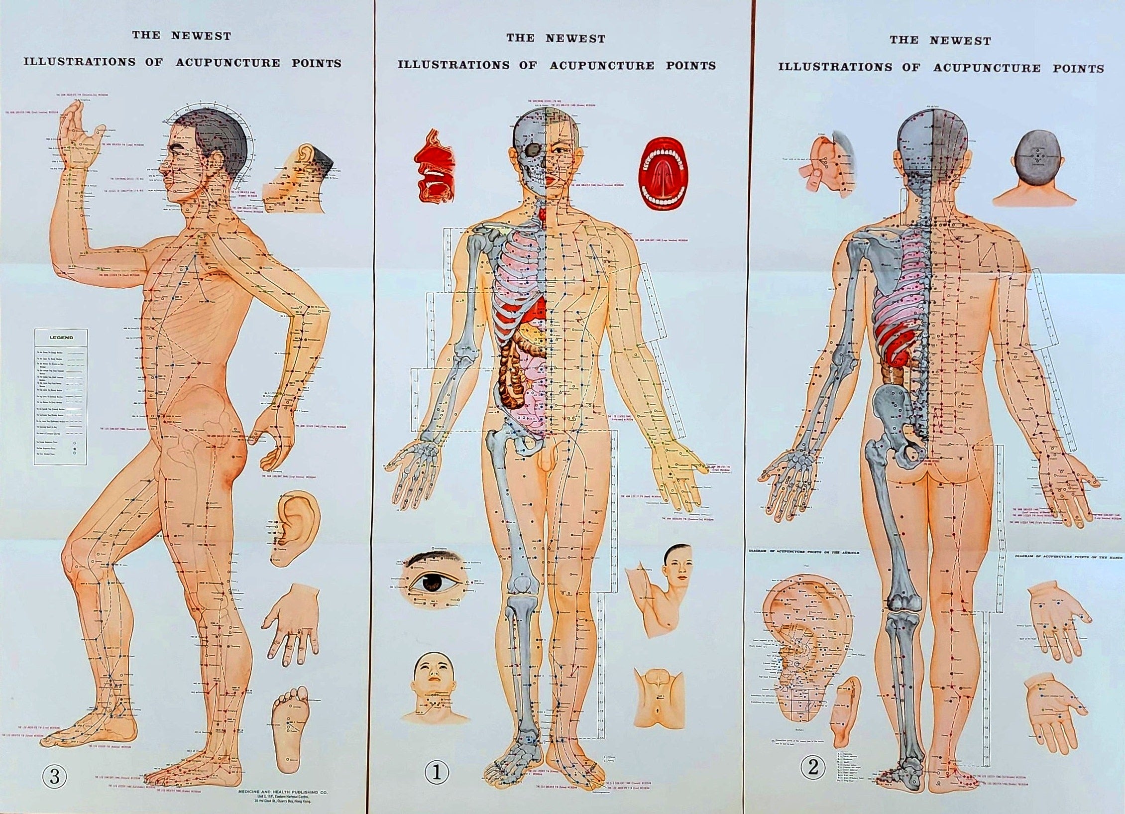 Tree Acupuncture Point Charts : Posters - Buyamag – Buyamag INC