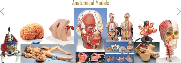 Heart Catheterization Model-Training Practice Buyamag – Buyamag INC