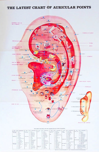 Ear Auricular Point Chart- Acupuncture Post Buyamag – Buyamag INC