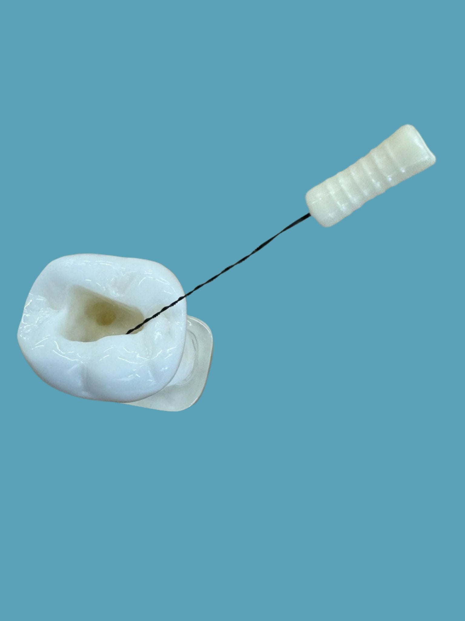 Endodontic Molar Root Canal Treatment Model- Buyamag – Buyamag INC