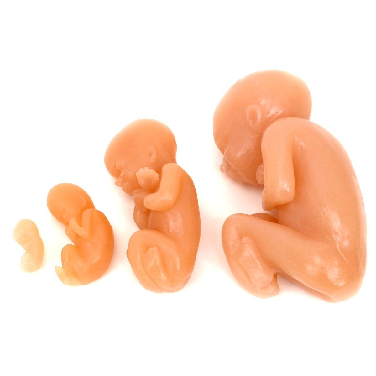 Fetus Model Set Of 4 | Human Development Buyamag – Buyamag INC