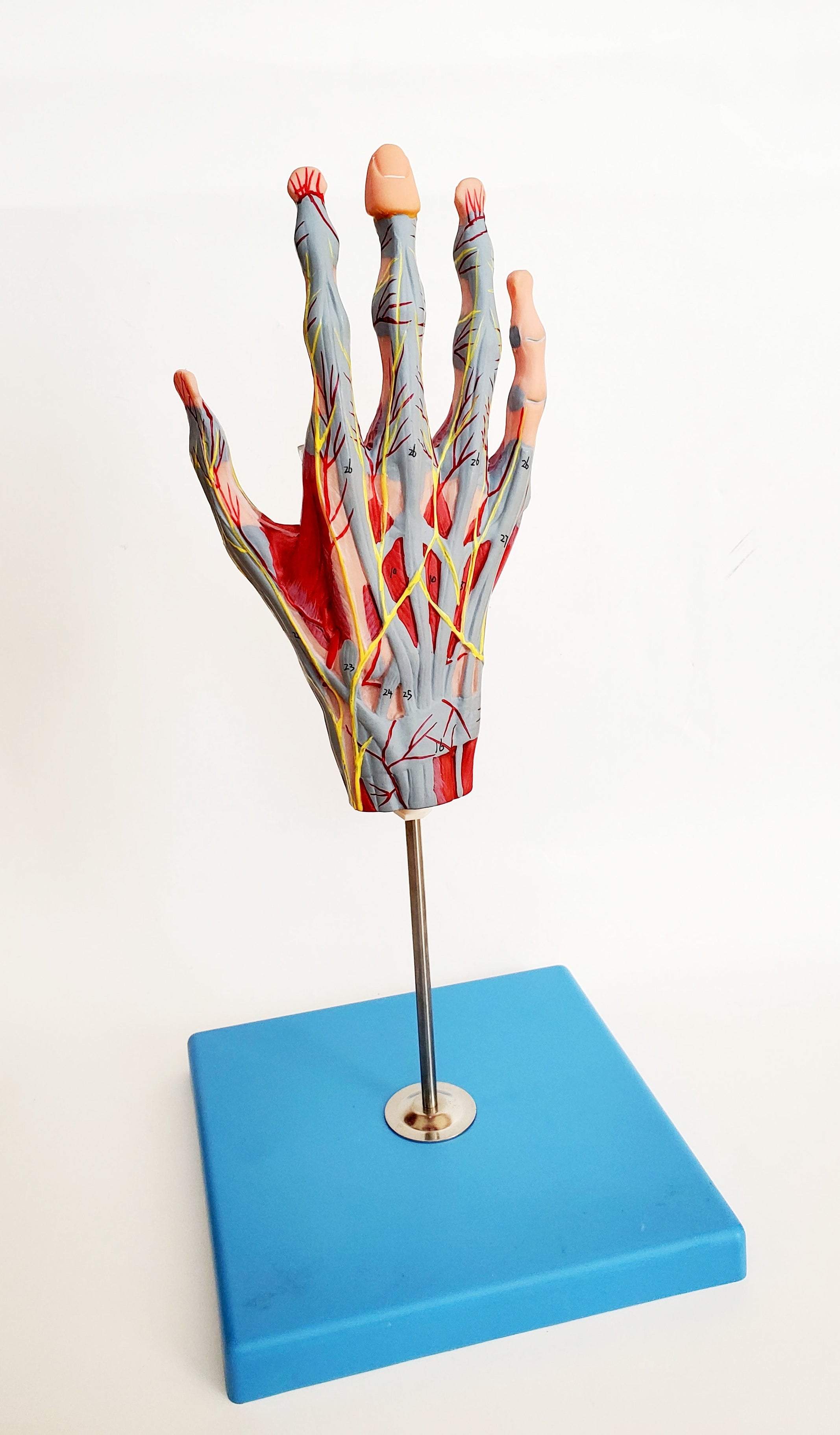 Hand Skeleton Model Muscles Vessels Tendons- – Buyamag INC
