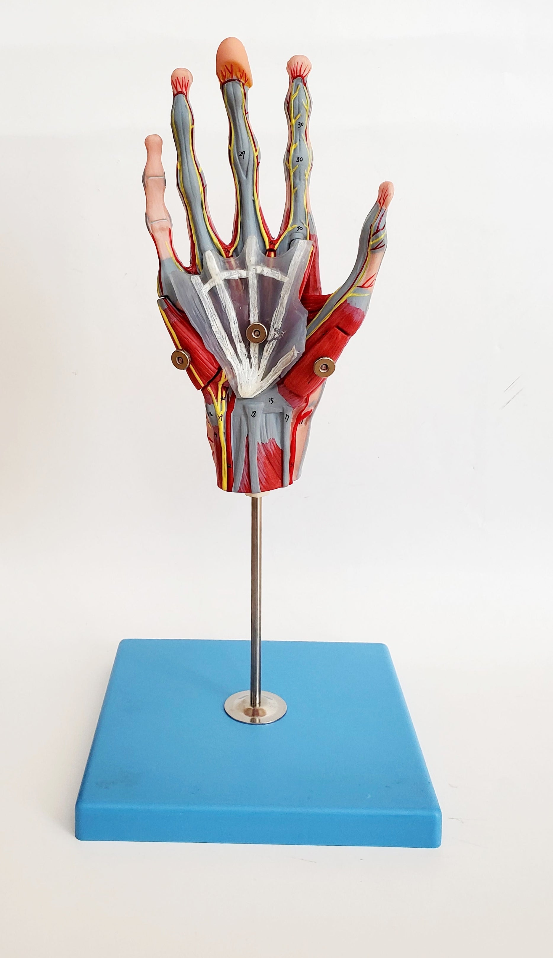 Hand Skeleton Model Muscles Vessels Tendons- – Buyamag INC