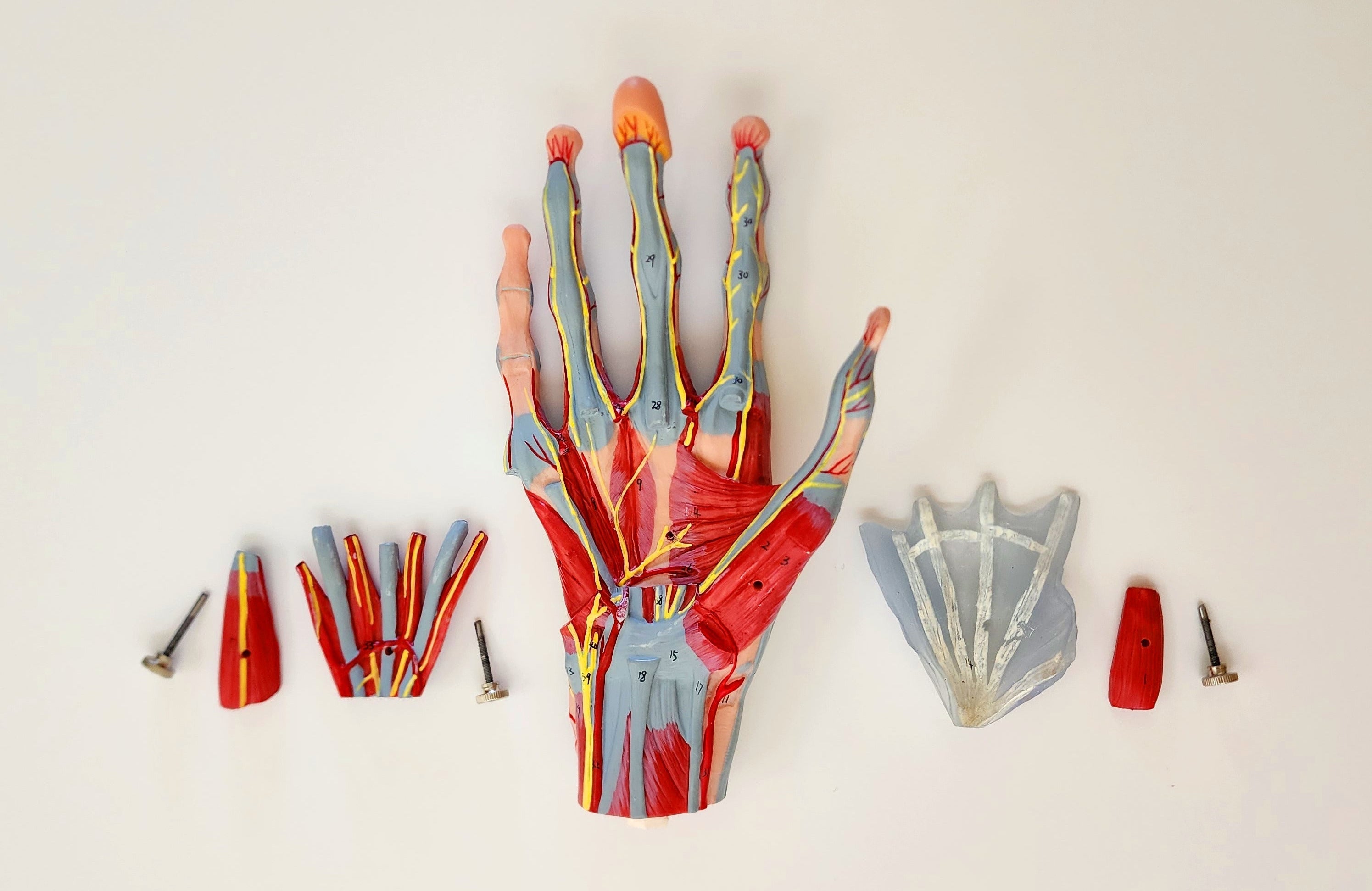 Hand Skeleton Model Muscles Vessels Tendons- – Buyamag INC