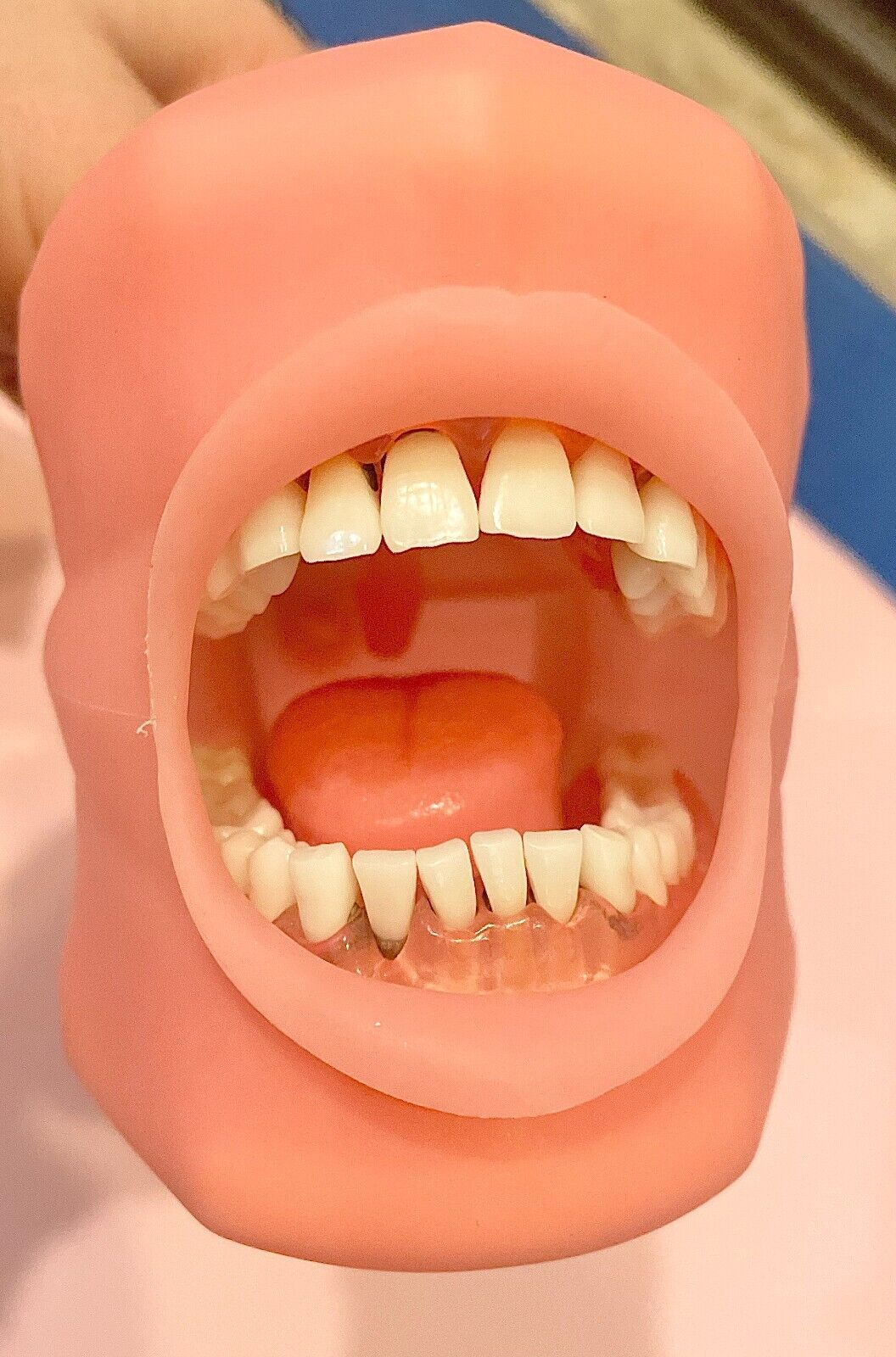 Hygiene Periodontal Manikin: Model Training Buyamag – Buyamag INC