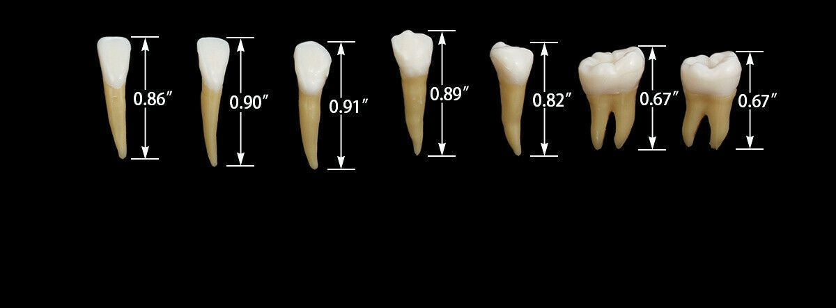 Permanent 28 Teeth Anatomical Roots | Set Buyamag – Buyamag INC