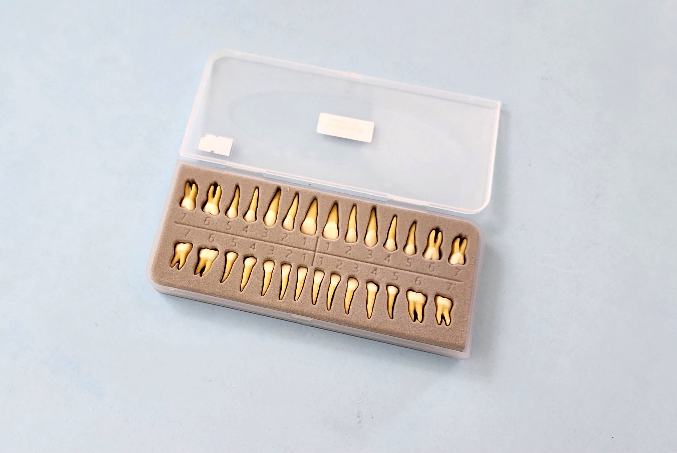 Permanent 28 Teeth Anatomical Roots | Set Buyamag – Buyamag INC