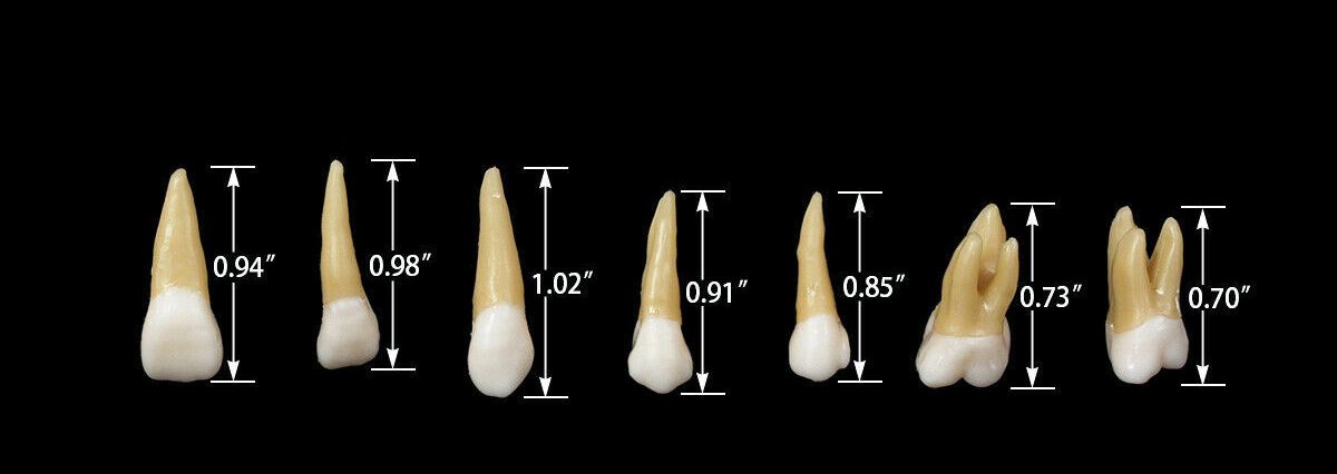 Permanent 28 Teeth Anatomical Roots | Set Buyamag – Buyamag INC