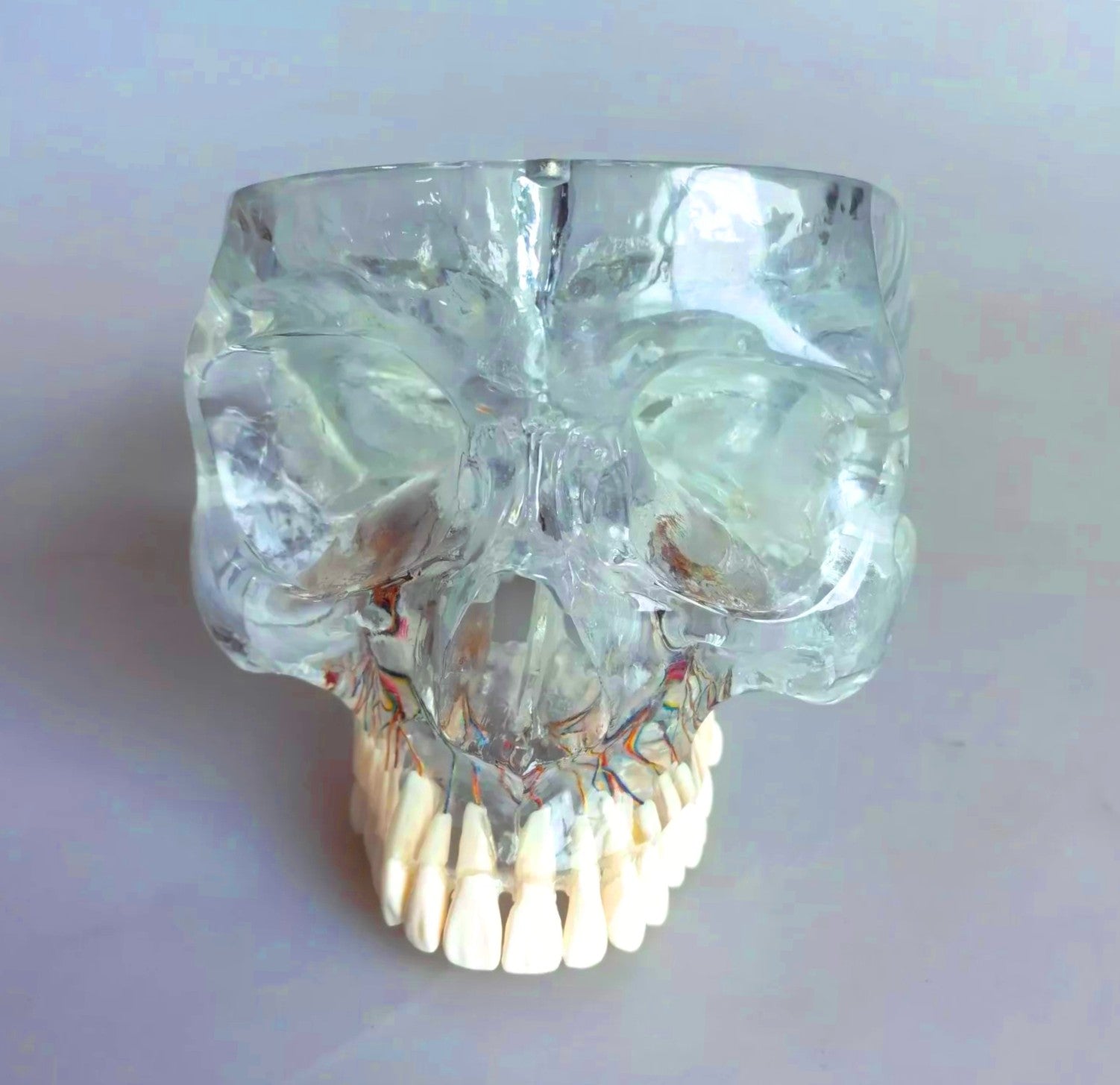 Dental Clear Skull Maxillary Model- Sinuses Buyamag – Buyamag INC