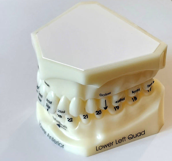Teeth Numbers Names Education Study Model: Buyamag – Buyamag INC