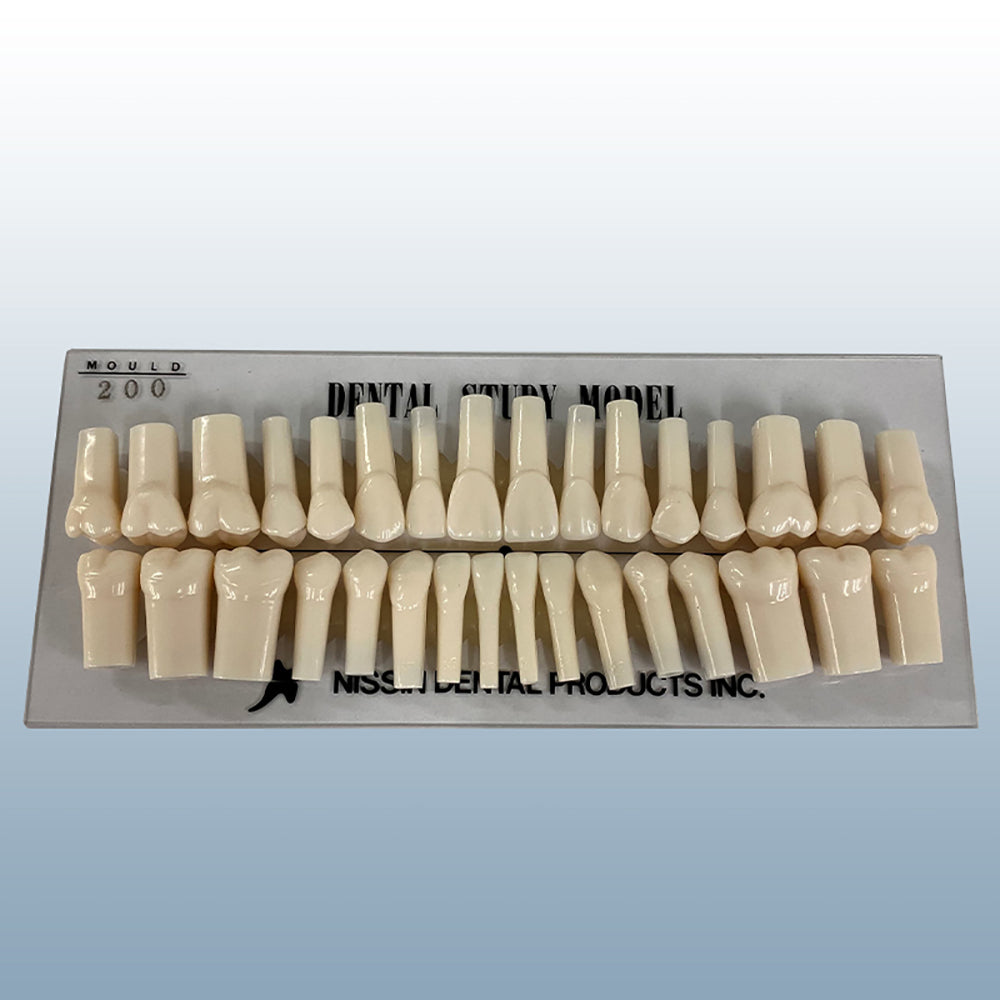 Permanent Replacement Teeth Set of 32- Buyamag – Buyamag INC