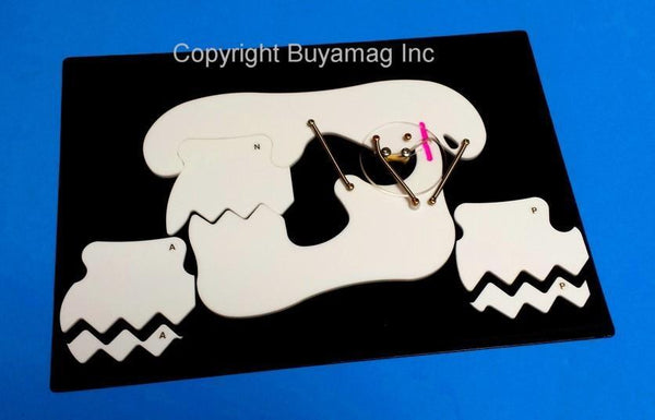 TMJ Model Demonstration Joint Dysfunction | Buyamag – Buyamag INC