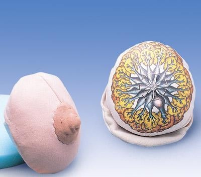 Breast Inner Structure Pathology, Beige or Brown Color Model – Buyamag INC