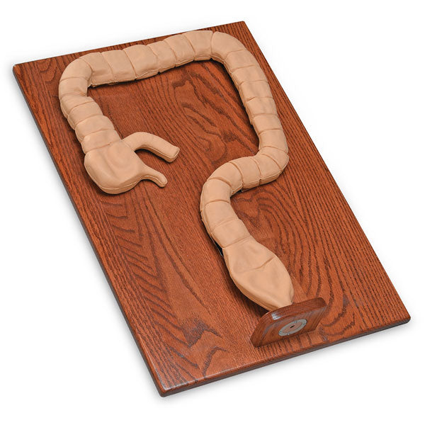 Sigmoidoscopic Colon Examination Model : Buyamag – Buyamag INC