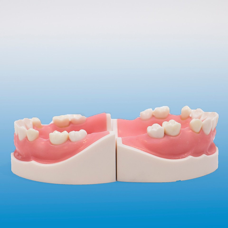 Dental Implants Training: Gum Suture Model Buyamag – Buyamag INC