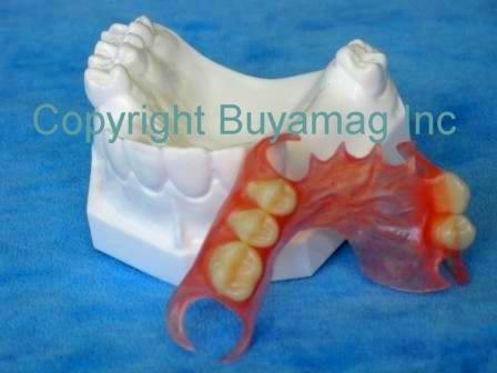 Dental Flexible Partial Education | Model – Buyamag INC