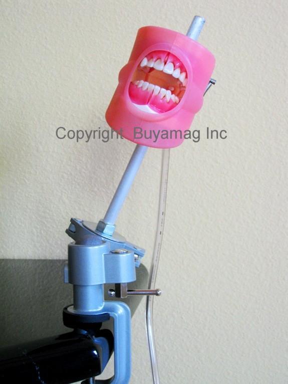 Dental Oral Cavity Cover Model- Manikin | – Buyamag INC