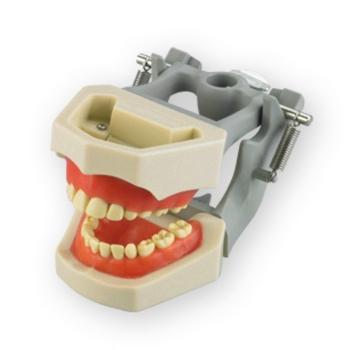 Orthodontic Models Pediatric Dentoform 24 Teeth – Buyamag INC
