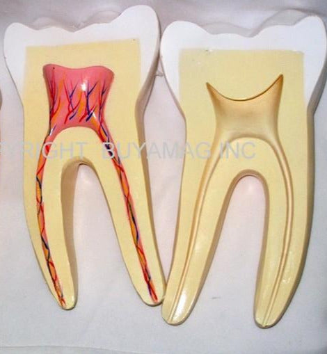 Human Molar Tooth Model: Education Teaching Buyamag – Buyamag INC