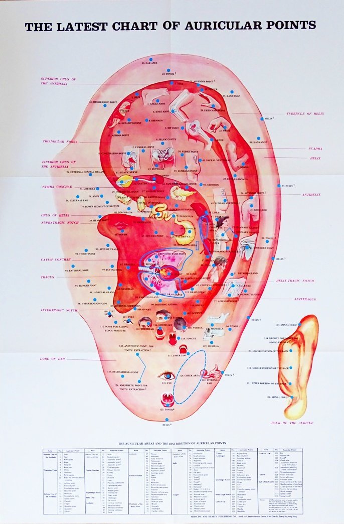 Ear Auricular Point Chart Acupuncture Post | – Buyamag INC