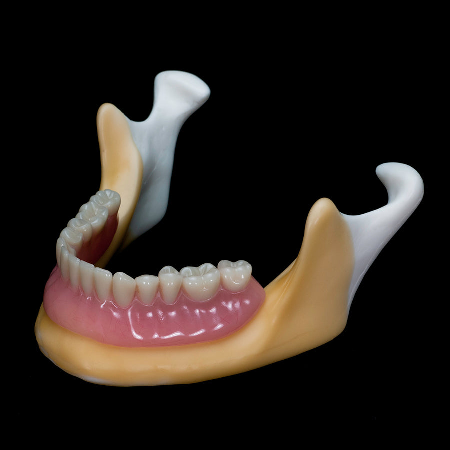 Edentulous Mandible Model | Implant Drilling Buyamag – Buyamag INC