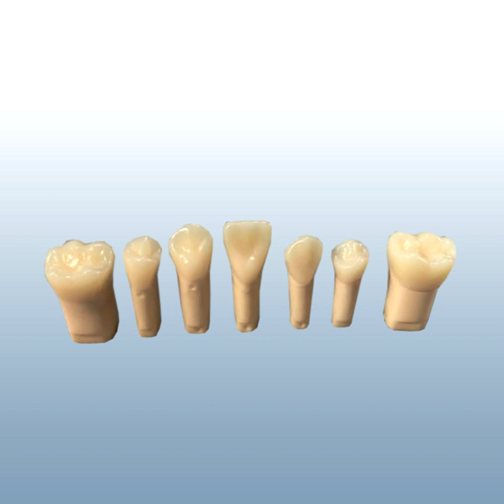 Composit Resin Teeth Models | With Pulp Endodontic – Buyamag INC