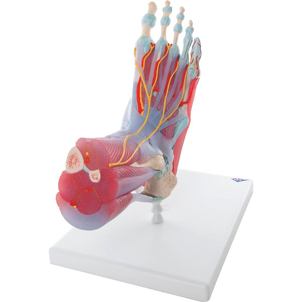 Foot Skeleton Model- Arteries Nerves: Veins – Buyamag INC