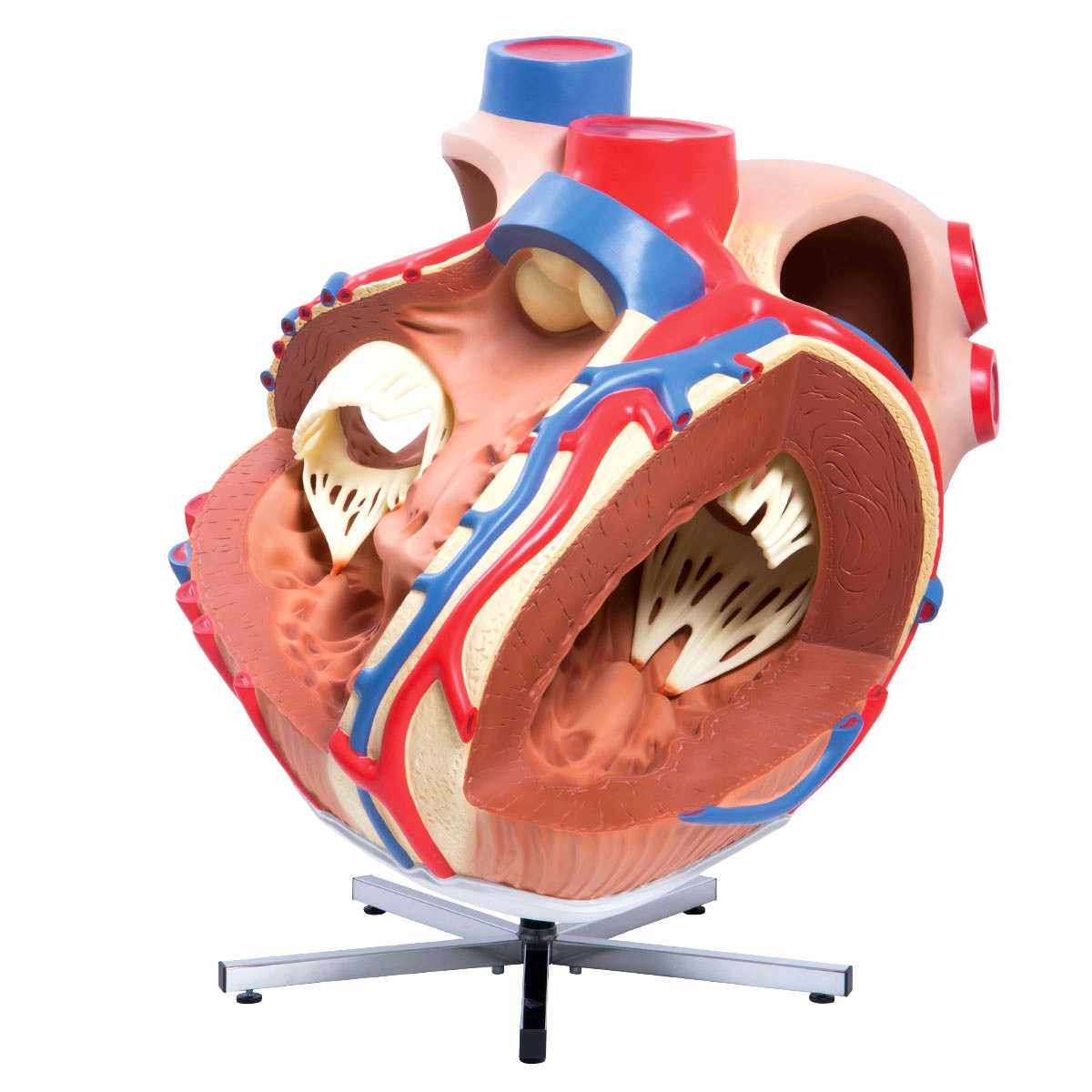 Giant Heart Model 8 Times Anatomically Correct- – Buyamag INC
