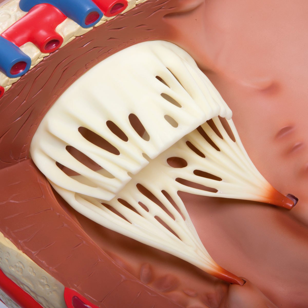 Giant Heart Model 8 Times Anatomically Correct- – Buyamag INC