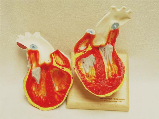 Human Heart Model | 2 Sectioned Chambers – Buyamag INC