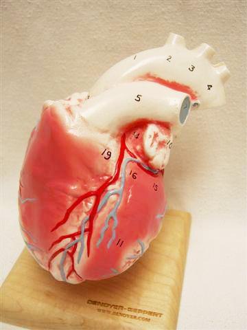 Human Heart Model | 2 Sectioned Chambers – Buyamag INC