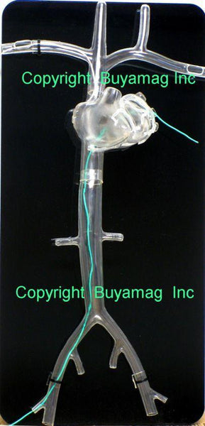 Heart Cardiovascular Catheterization Simulator Phantom: Buyamag ...