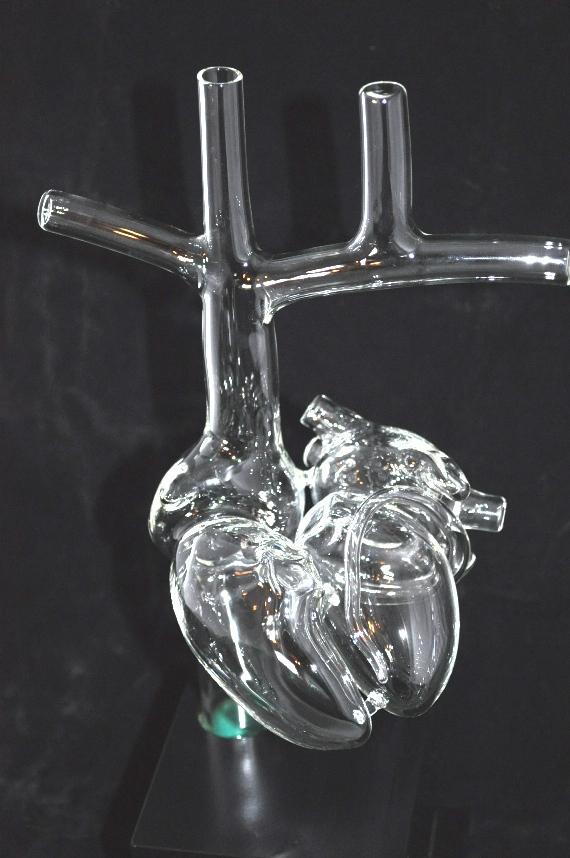 Heart Catheterization Model-Training Practice Buyamag – Buyamag INC