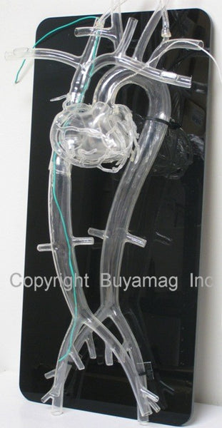 Heart Catheter Stent Pacemaker Model Simulator | Buyamag – Buyamag INC