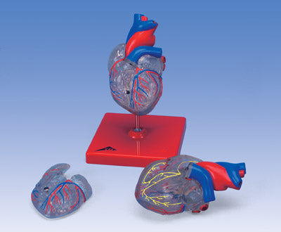 Heart Model Transparent 2 Part – Buyamag INC
