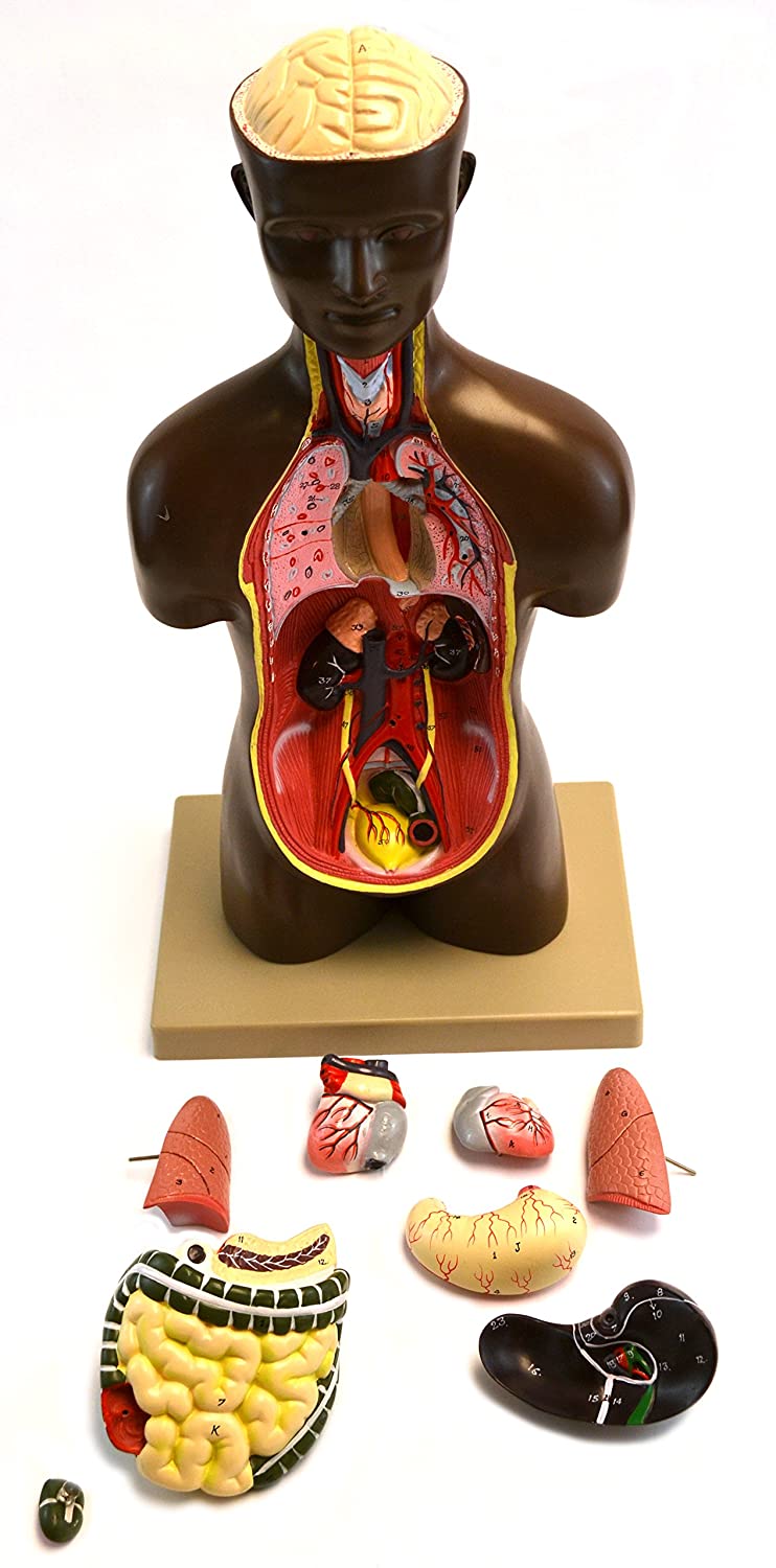 Human Torso Model - With Organs 8 Parts: Buyamag – Buyamag INC