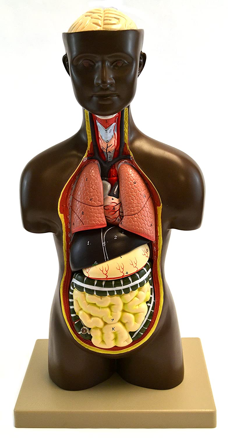 Human Torso Model - With Organs 8 Parts: Buyamag – Buyamag INC