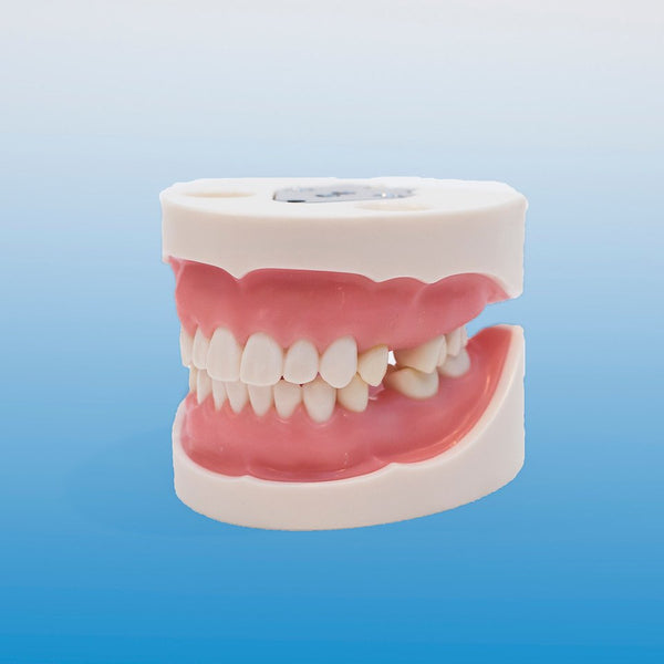 Dental Implants Training: Gum Suture Model Buyamag – Buyamag INC