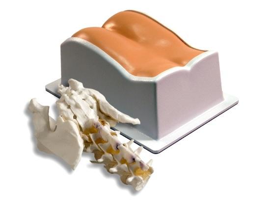 Spine Lumbar Model- Phantom Injection X-Ray Buyamag – Buyamag INC