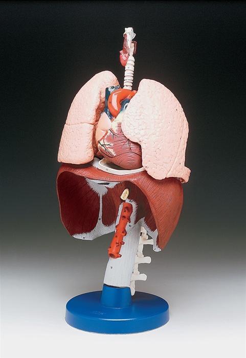 Lungs Respiratory Organs Model Deluxe – Buyamag INC