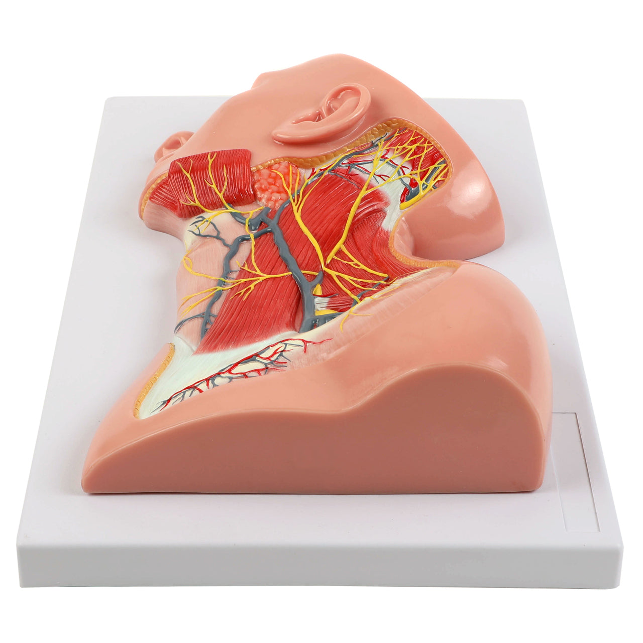 Neck Shoulder Model : Nerves Vessels Muscle Buyamag – Buyamag INC