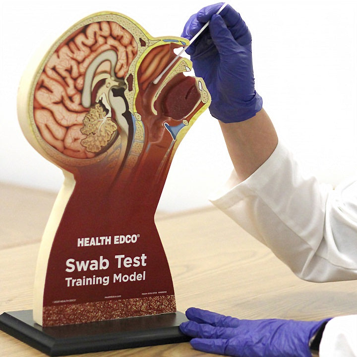 Respiratory Nose Throat Exam Model - Test Buyamag – Buyamag INC