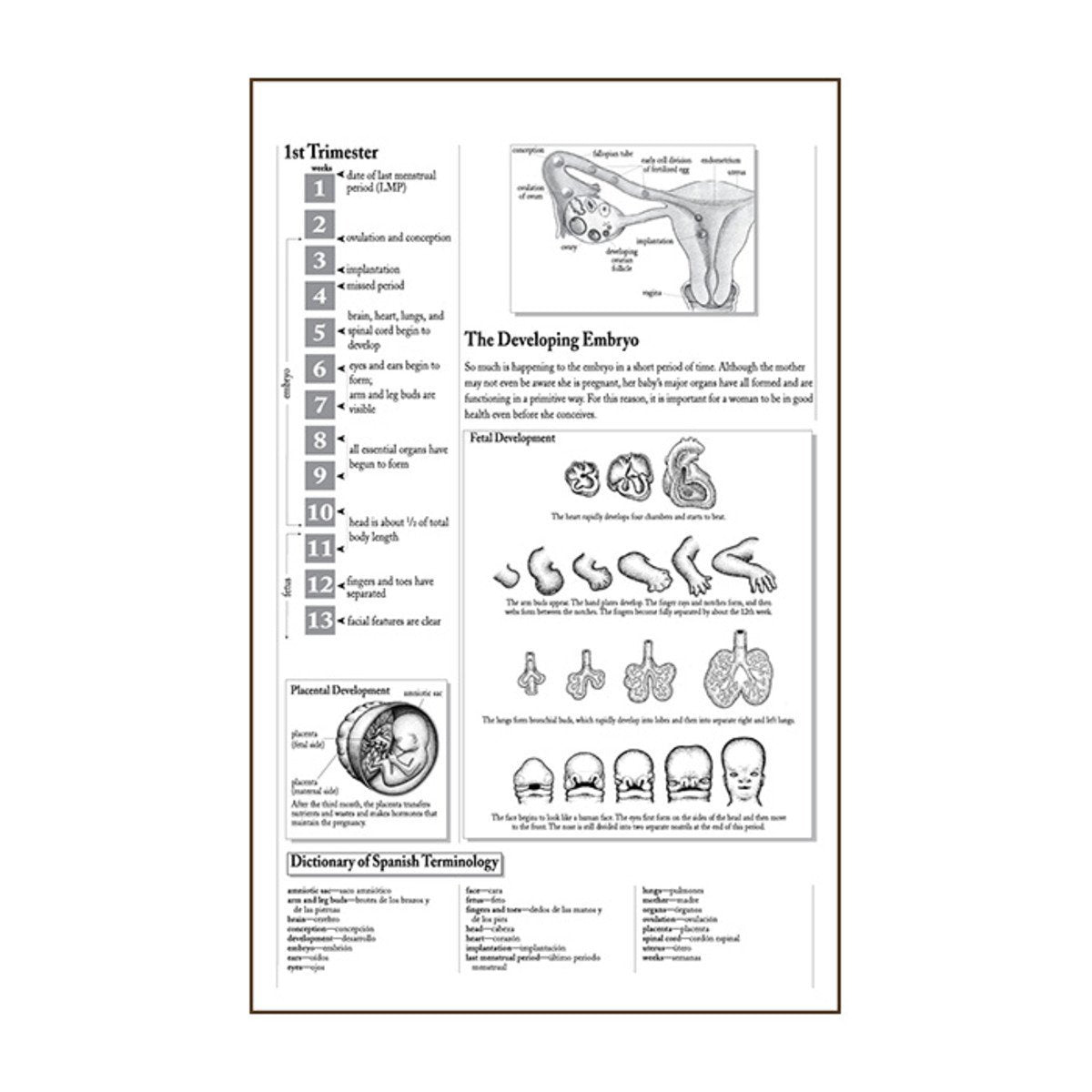 Childbirth Labor Posters Chart Display | Buyamag – Buyamag INC