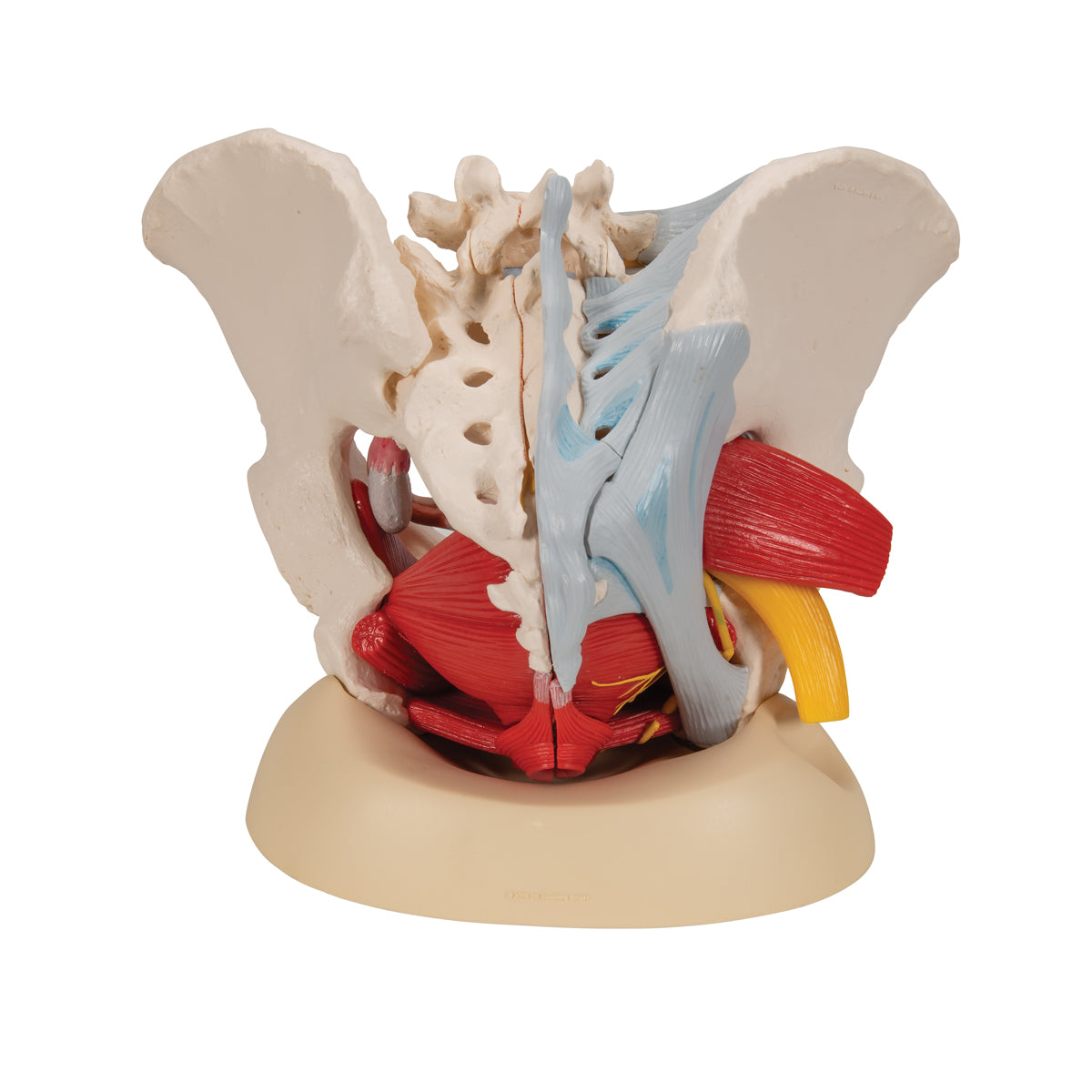 Female Pelvis Reproductive Organ Bone Model- Buyamag – Buyamag INC