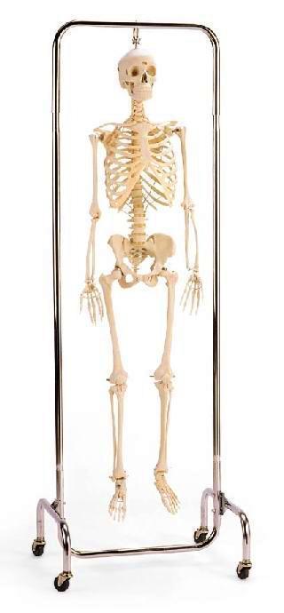 X-Ray Skeleton Model Painted Muscle Labeled X-Ray Opacity & Chrome Ful ...
