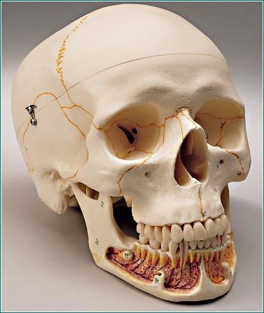 Skull Anatomy Model - Dental Classic Dissected Buyamag – Buyamag INC