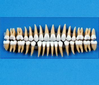 Replacement 32 Teeth Practice Dentistry Skills – Buyamag INC