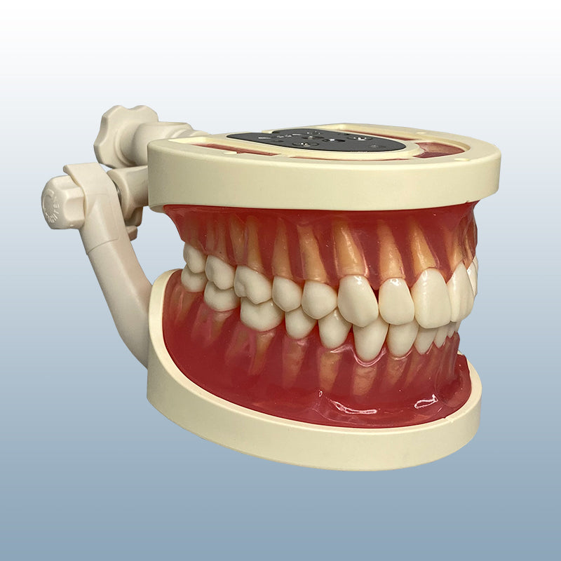 Teeth Extraction | Dental Model - Typodont Buyamag – Buyamag INC